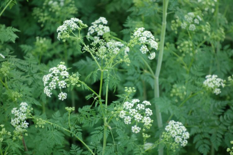 Poison Hemlock Rash